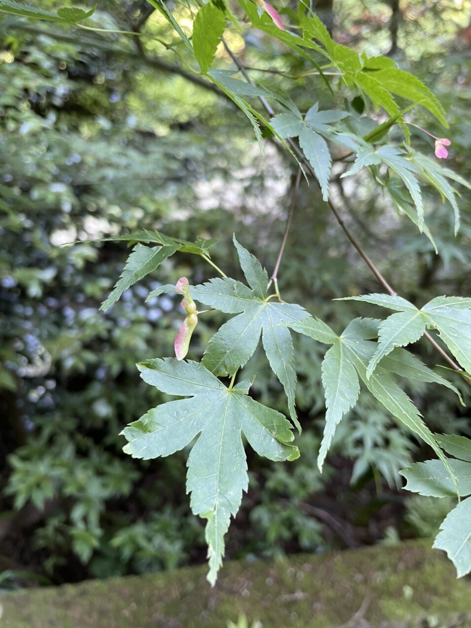 金剛山 / KOH-Z(オッサン釣り倶楽部)さんの金剛山・二上山・大和葛城山の活動データ | YAMAP / ヤマップ