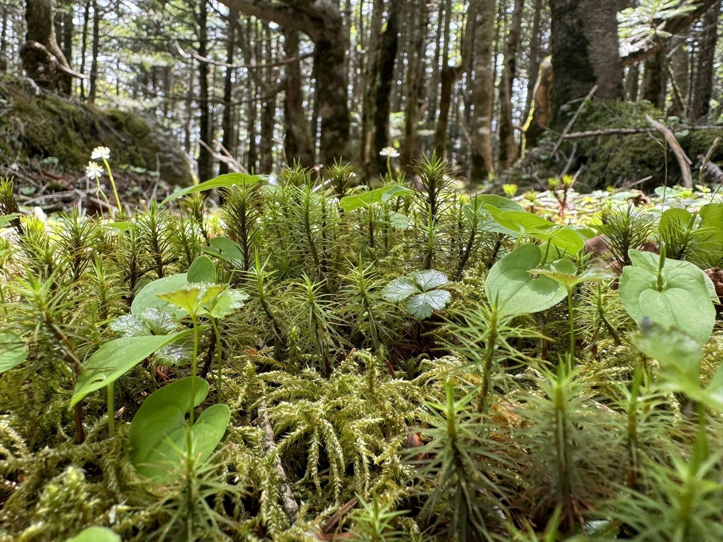 蓼科山 / k.yutaさんの蓼科山・横岳・縞枯山の活動データ | YAMAP / ヤマップ