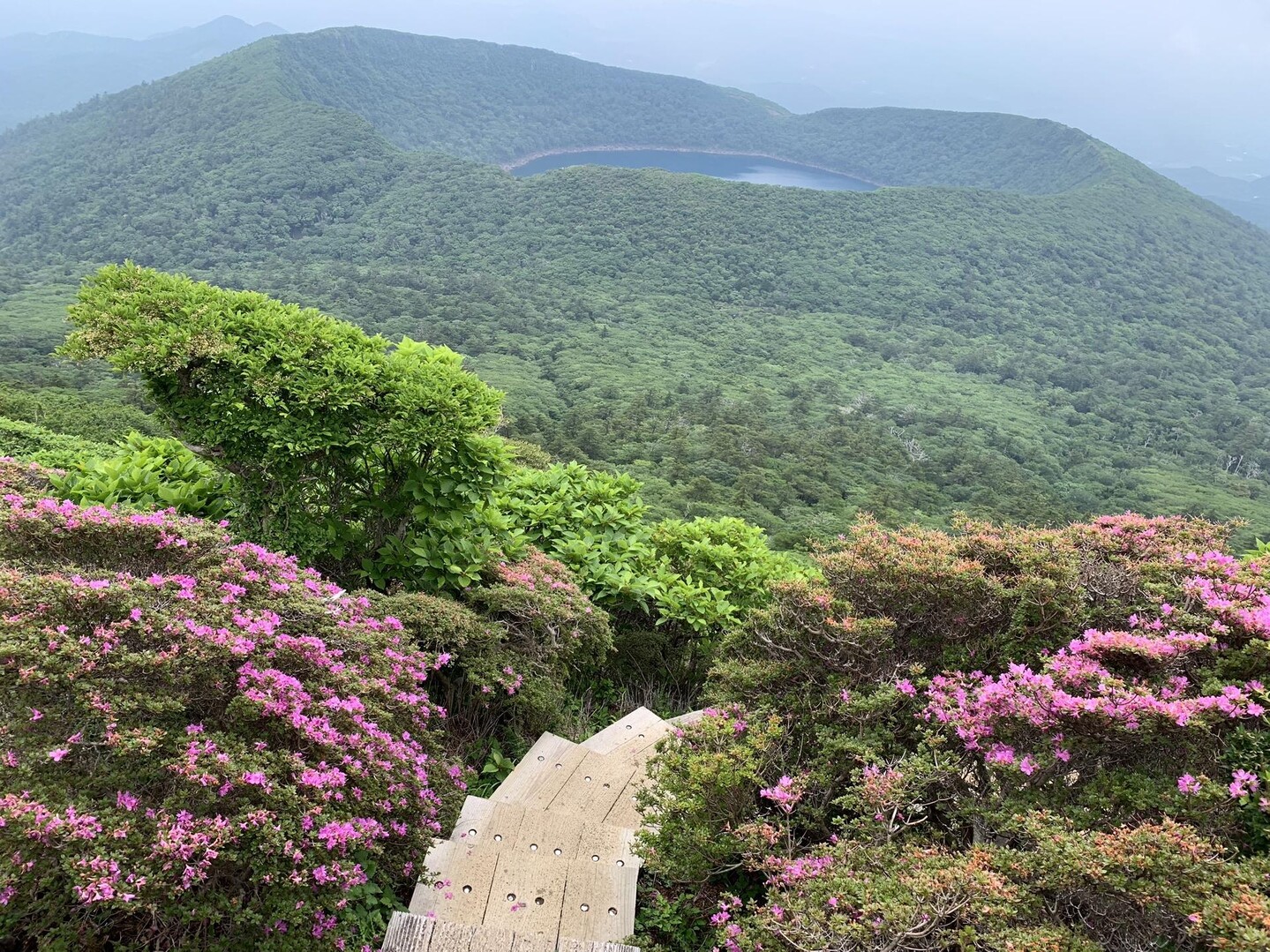 韓国岳のミヤマキリシマ / kuroさんの霧島山・韓国岳・高千穂峰・夷守岳・烏帽子岳の活動データ | YAMAP / ヤマップ