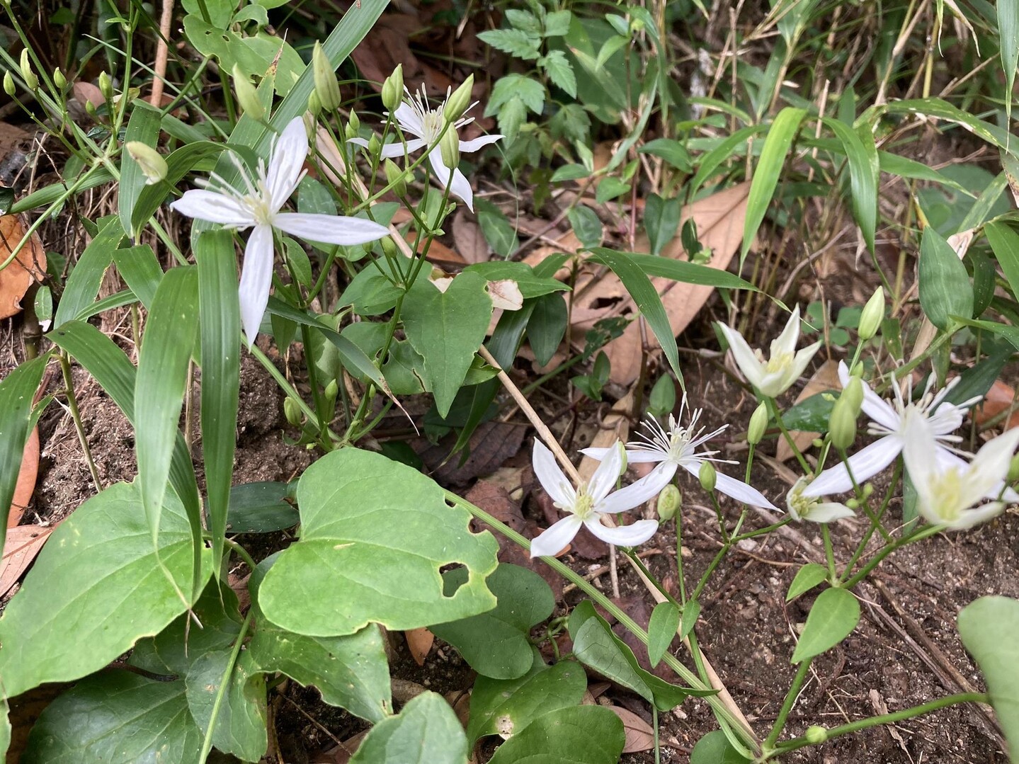 植物記録1 / Suyamaさんのモーメント | YAMAP / ヤマップ