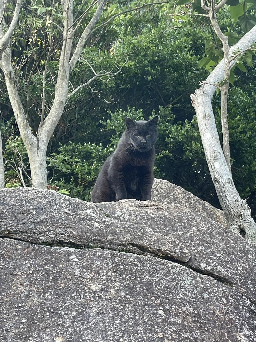 荒地山 / DJさんの六甲山・長峰山・摩耶山の活動日記 | YAMAP / ヤマップ