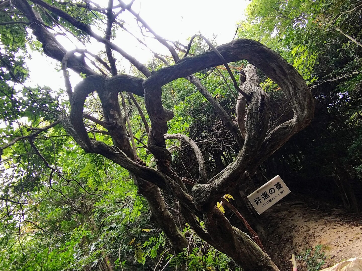 十二坊 / YT9さんの十二坊の活動データ | YAMAP / ヤマップ