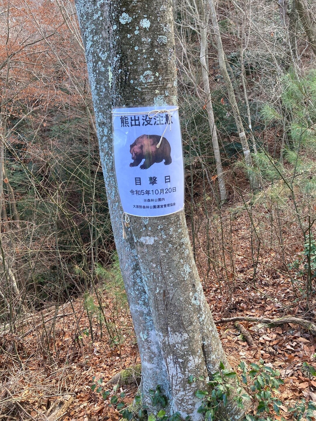 R6.1.7 ポンポン山 / こじかさんのポンポン山・釈迦岳・小塩山・若山の活動データ | YAMAP / ヤマップ