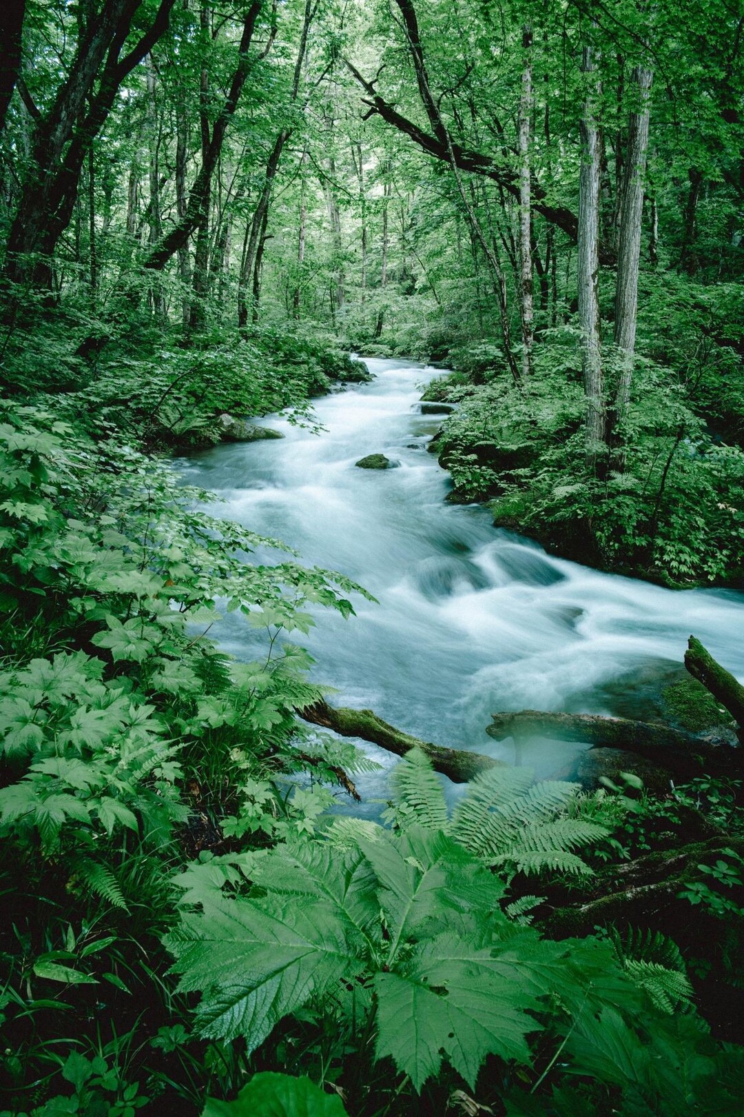 昨年のちょうど今頃、雨上がりの新緑に包ま... / 青梅のZekkaさんのモーメント | YAMAP / ヤマップ
