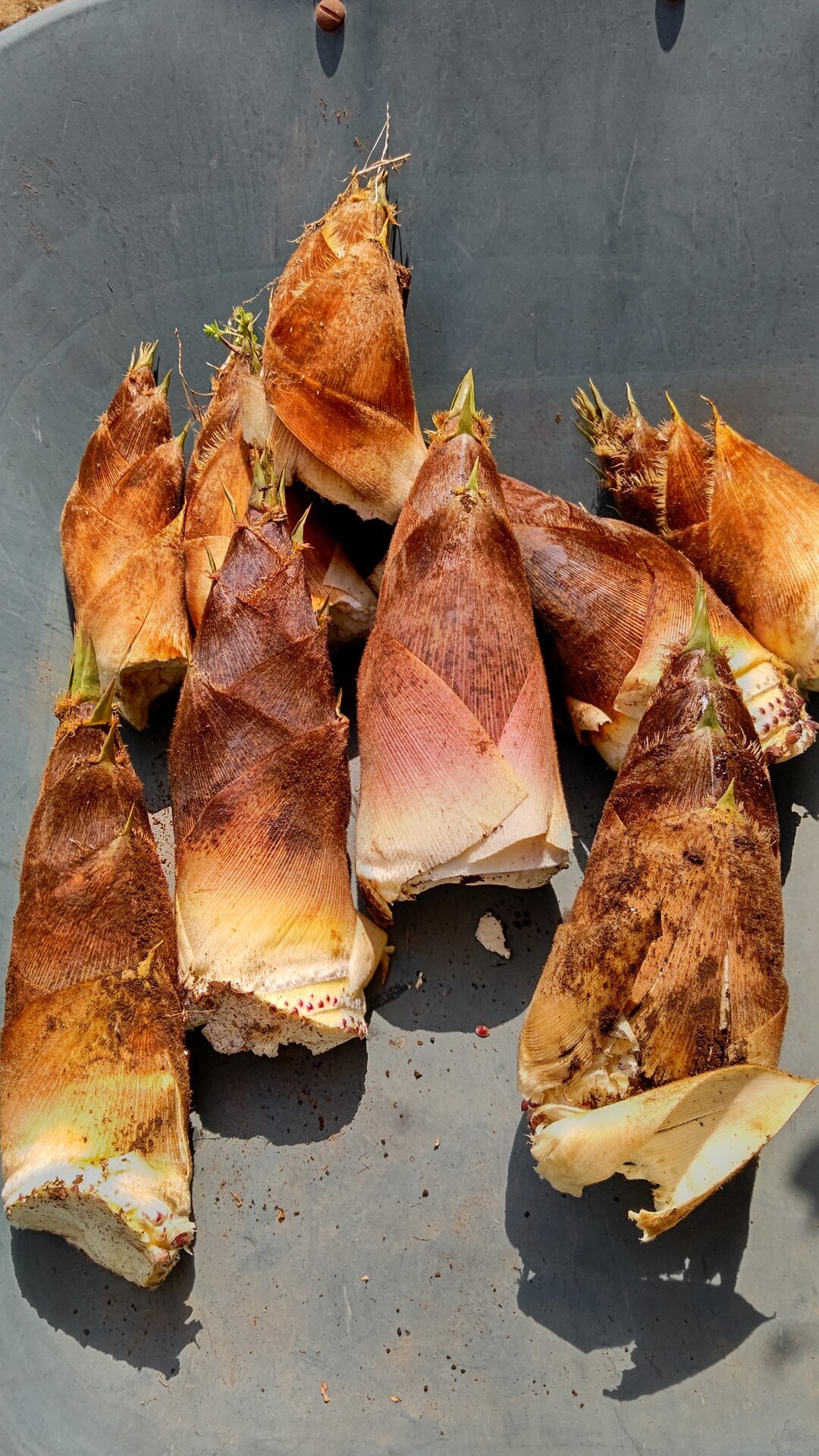 竹の子掘ってきたよ〜😇 一人で全部掘り... / yukorinさんのモーメント | YAMAP / ヤマップ