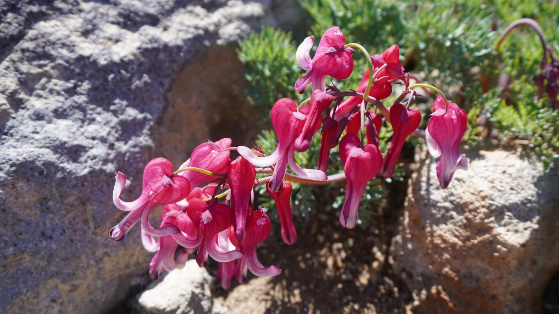金精山・五色山・前白根山・日光白根山 / クボリン 1123226さんの日光白根山・五色山・錫ヶ岳の活動データ | YAMAP / ヤマップ