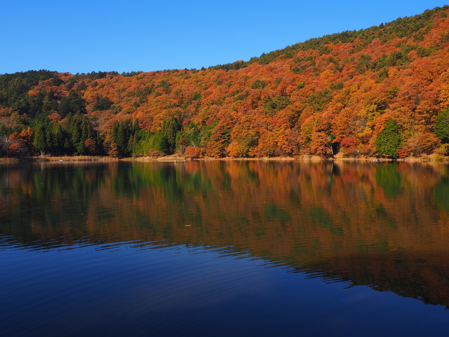 蛾ヶ岳/山梨百名山＆四尾連湖散策🍁 / N7さんの蛾ヶ岳・大平山・釈迦ヶ岳の活動データ | YAMAP / ヤマップ