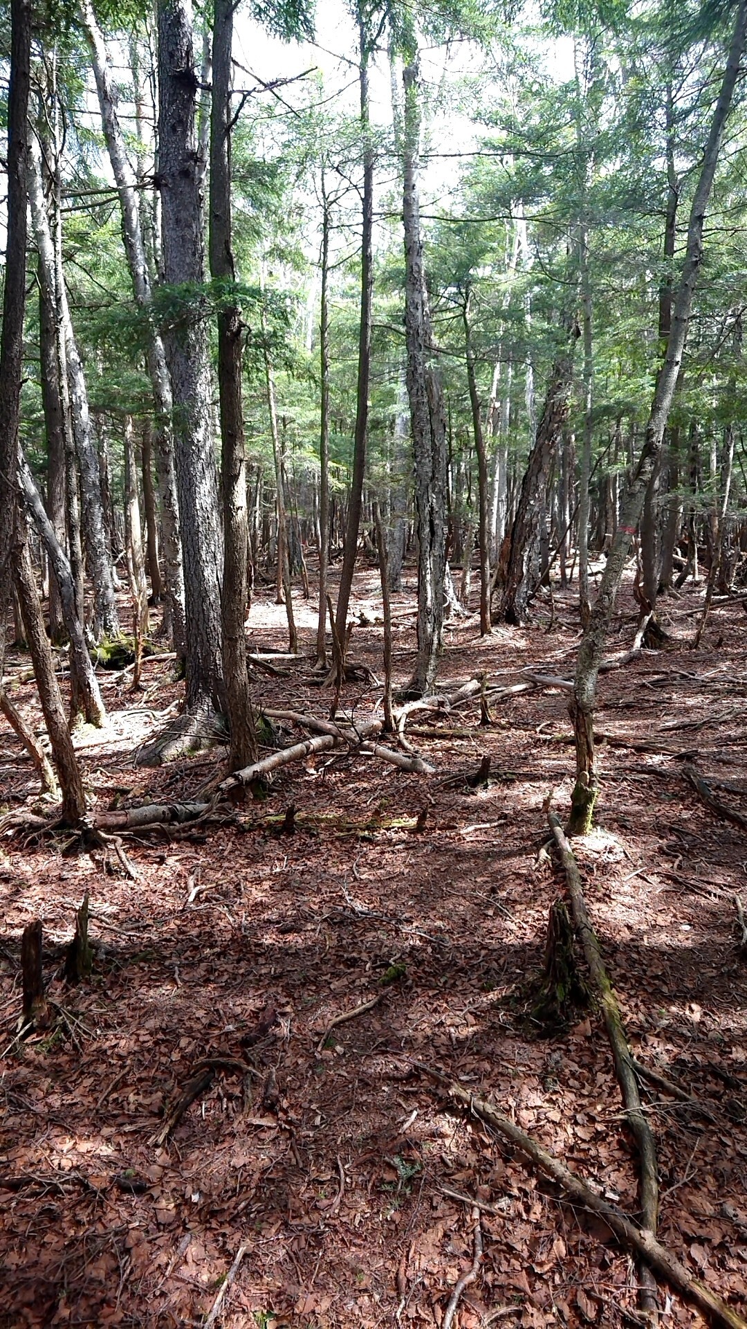 ☆WHITE FOX彡さんの投稿したフィールドメモ | YAMAP / ヤマップ