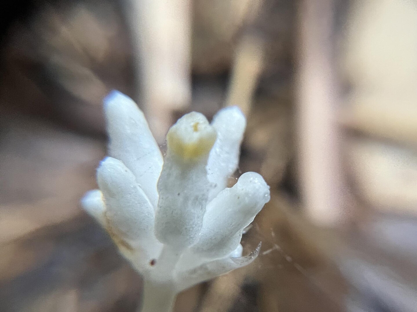 七ツ渕のヒナノシャクジョウのお花は、まだ... / mipiさんのモーメント | YAMAP / ヤマップ