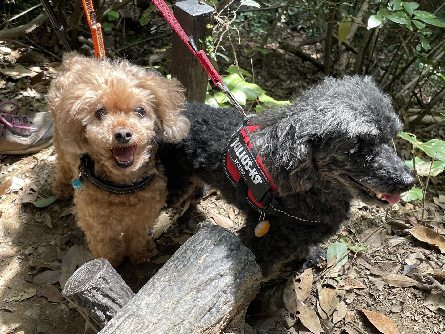 🍄キノコ動画あり🍄許斐山・尾立山 / kojiさんの許斐山の活動データ | YAMAP / ヤマップ