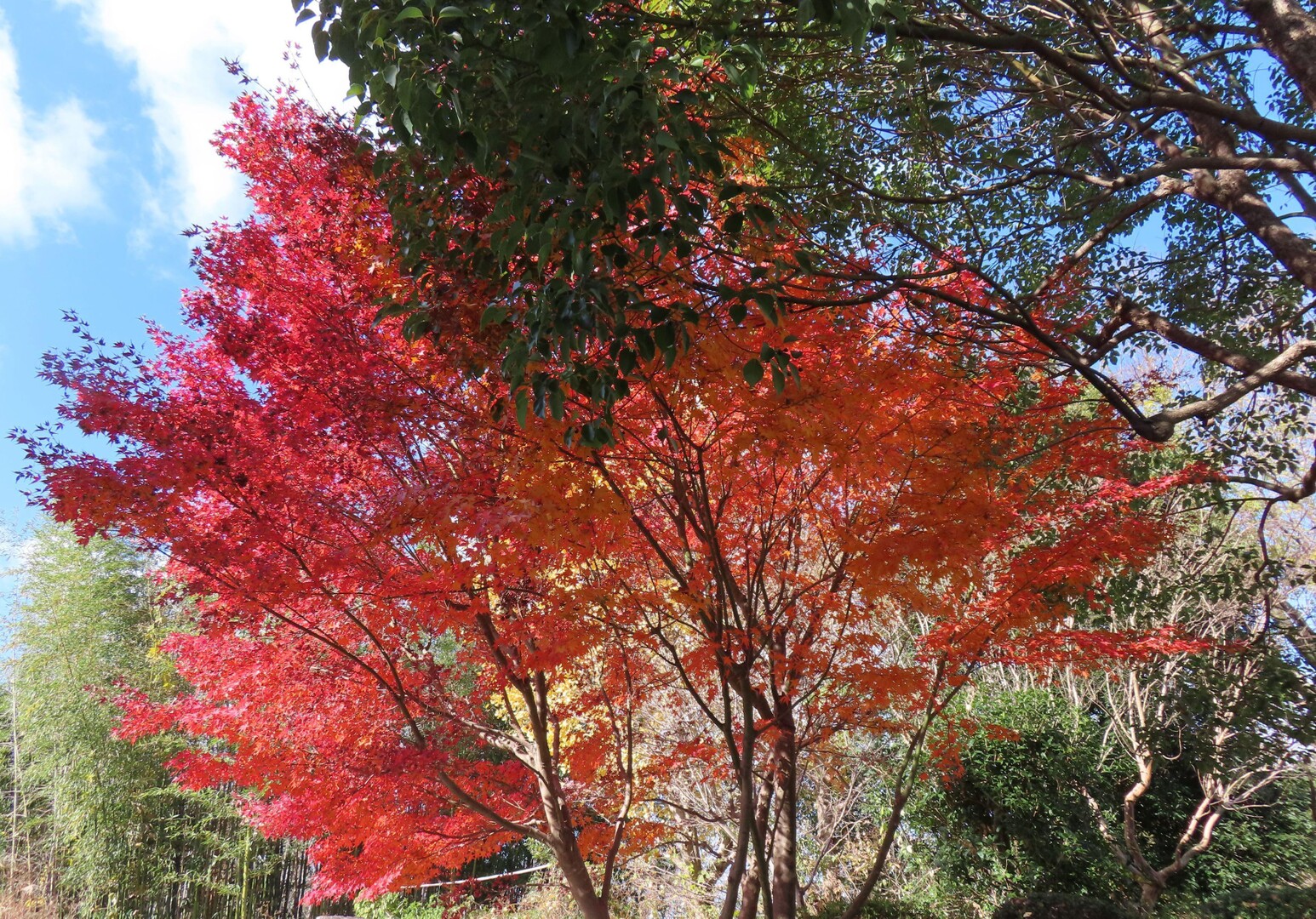 写真1枚目＝そろそろ紅葉も今週で見納めで... / Howardさんのモーメント | YAMAP / ヤマップ