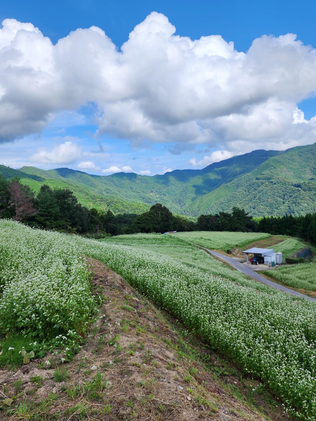島ヶ峰（美合）・剣山・島ヶ峰（沖野） / ichiさんの竜王山（讃岐山脈）・大川山の活動日記 | YAMAP / ヤマップ