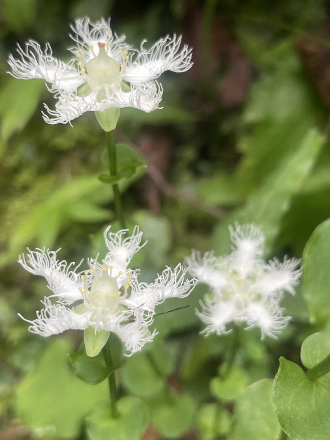先日シラヒゲソウを見てきました。そのほか... / MARCOさんのモーメント | YAMAP / ヤマップ