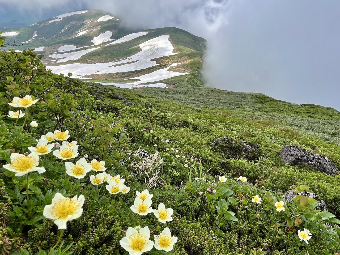 クロユリが咲いたよ‼️月山2024.6.29 / shivaさんの月山の活動データ | YAMAP / ヤマップ