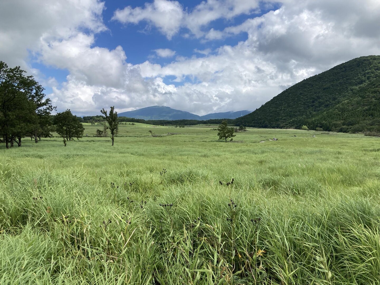 九重・長者原タデ原湿原散策 / Ypaaさんの九重山（久住山）・大船山・星生山の活動日記 | YAMAP / ヤマップ