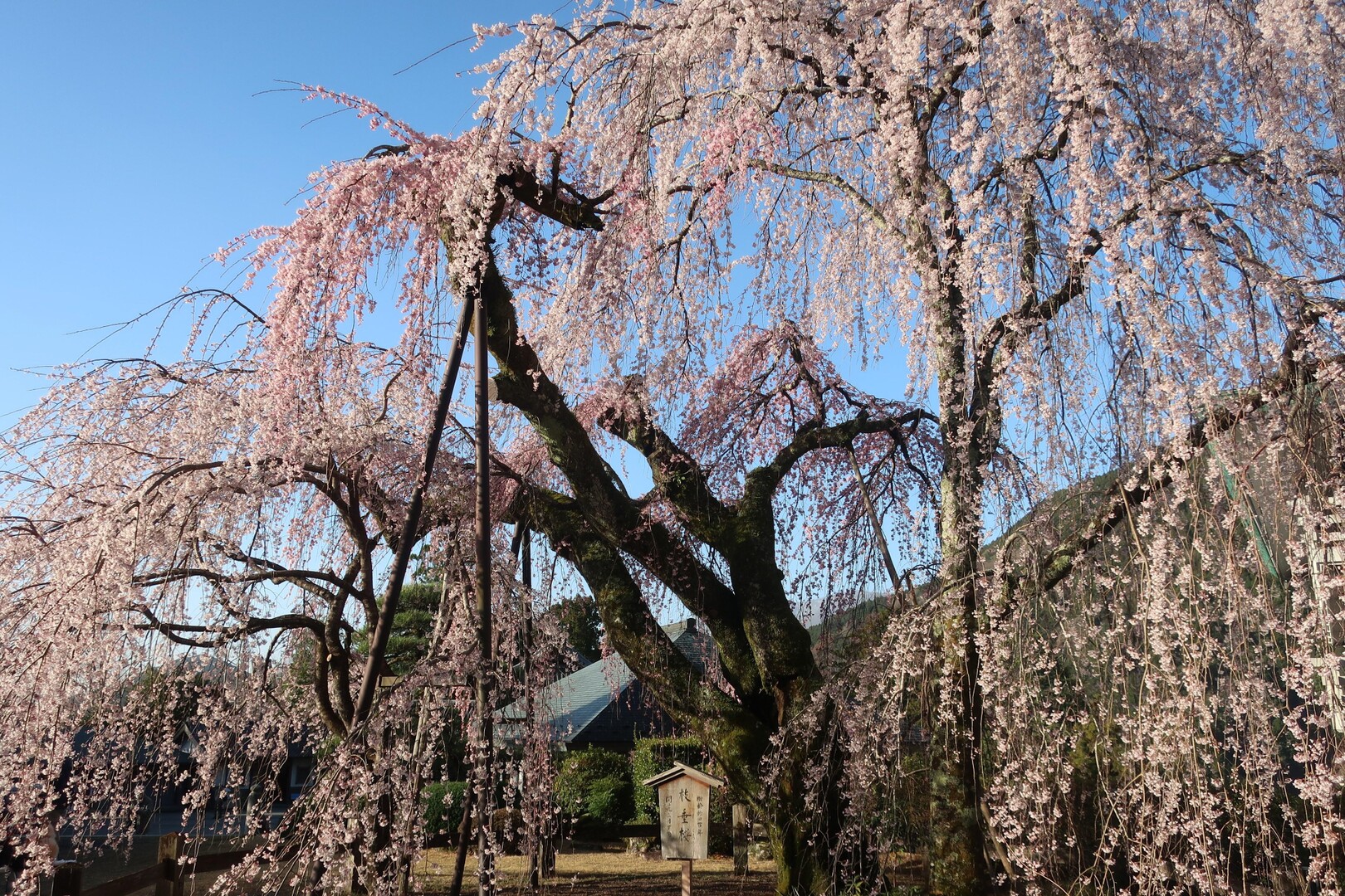 身延山（春）久遠寺～東コース～西コース周回 / ukonさんの七面山・身延山の活動データ | YAMAP / ヤマップ