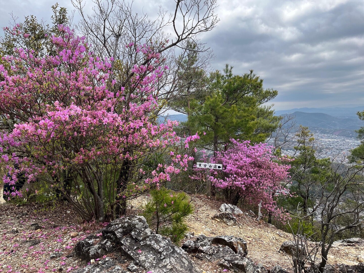 愛宕山・双子山・八木山〜🌺満開🚶‍♀️ / clearkkさんの各務原アルプス（関南アルプス）・八木三山の活動データ | YAMAP / ヤマップ