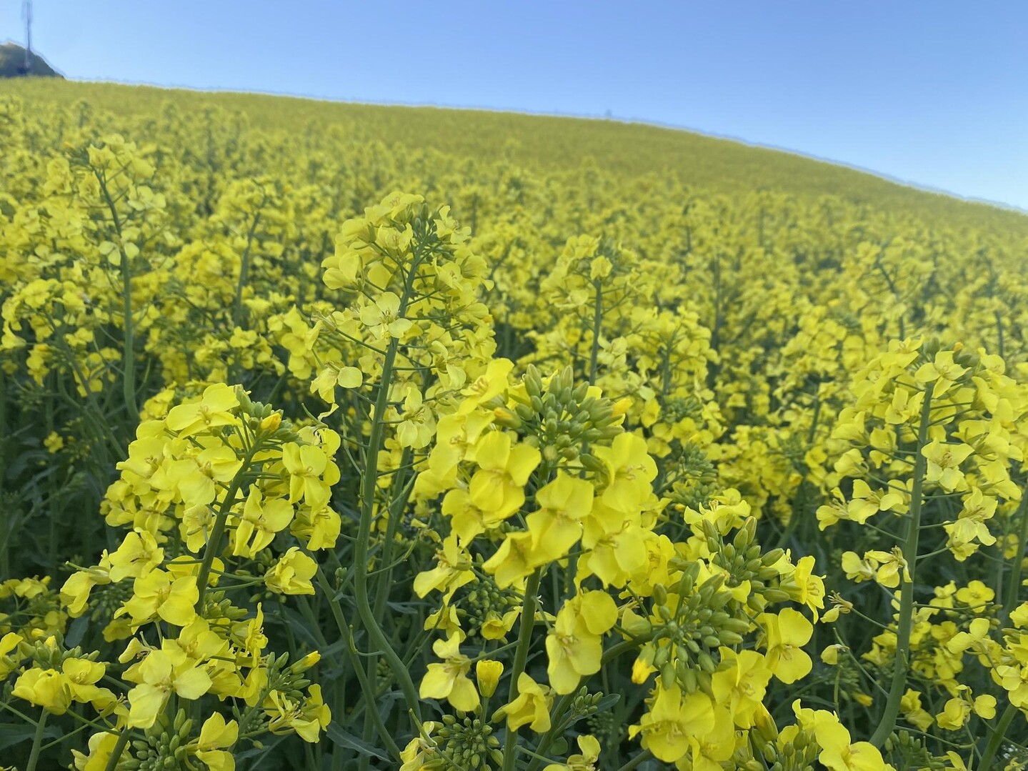 三ノ倉高原🌼菜の花畑 / zuko@さんの喜多方市の活動データ | YAMAP / ヤマップ