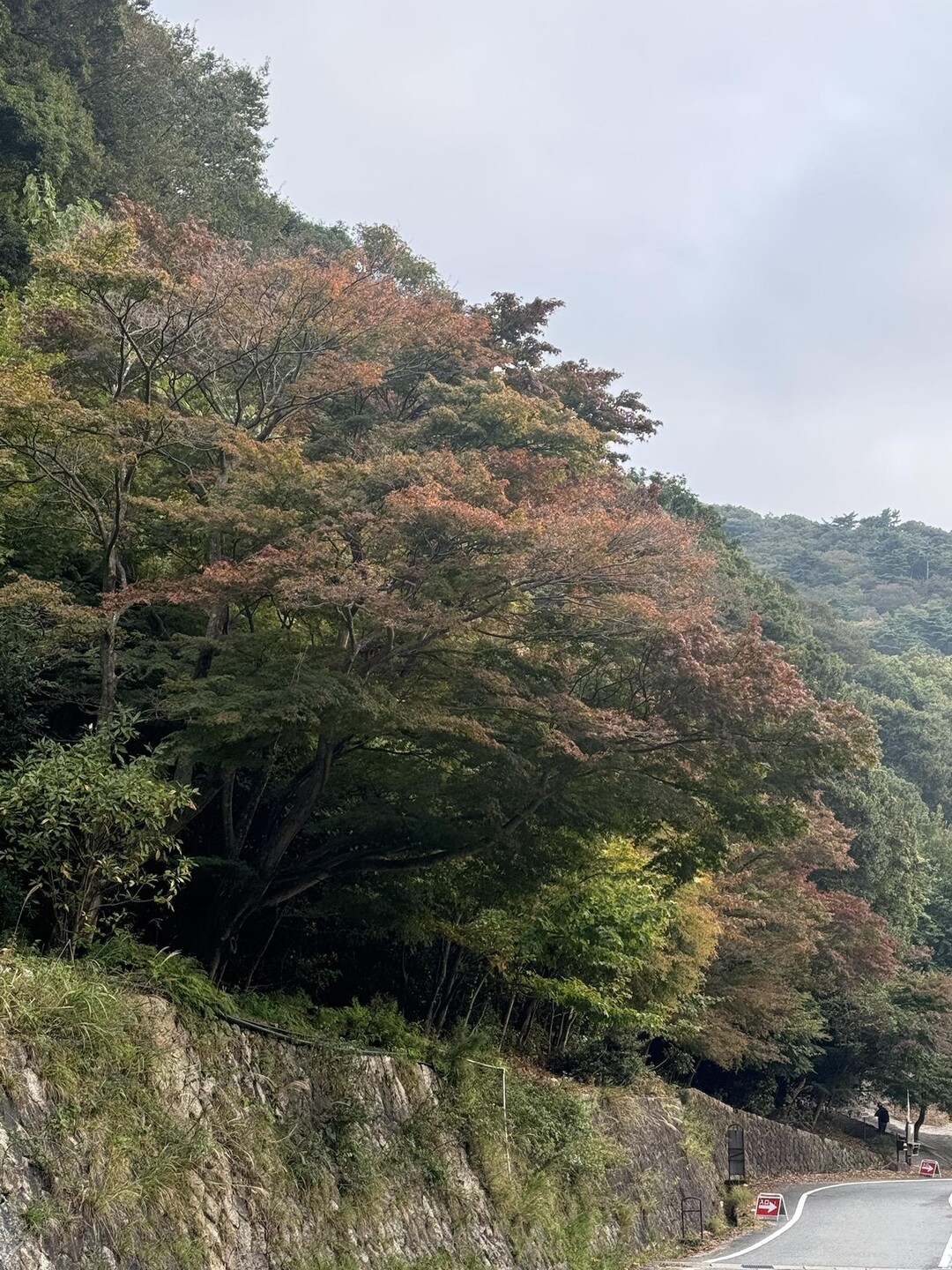 ハライド・青岳 / mizu*kaさんの御在所岳（御在所山）・雨乞岳の活動データ | YAMAP / ヤマップ