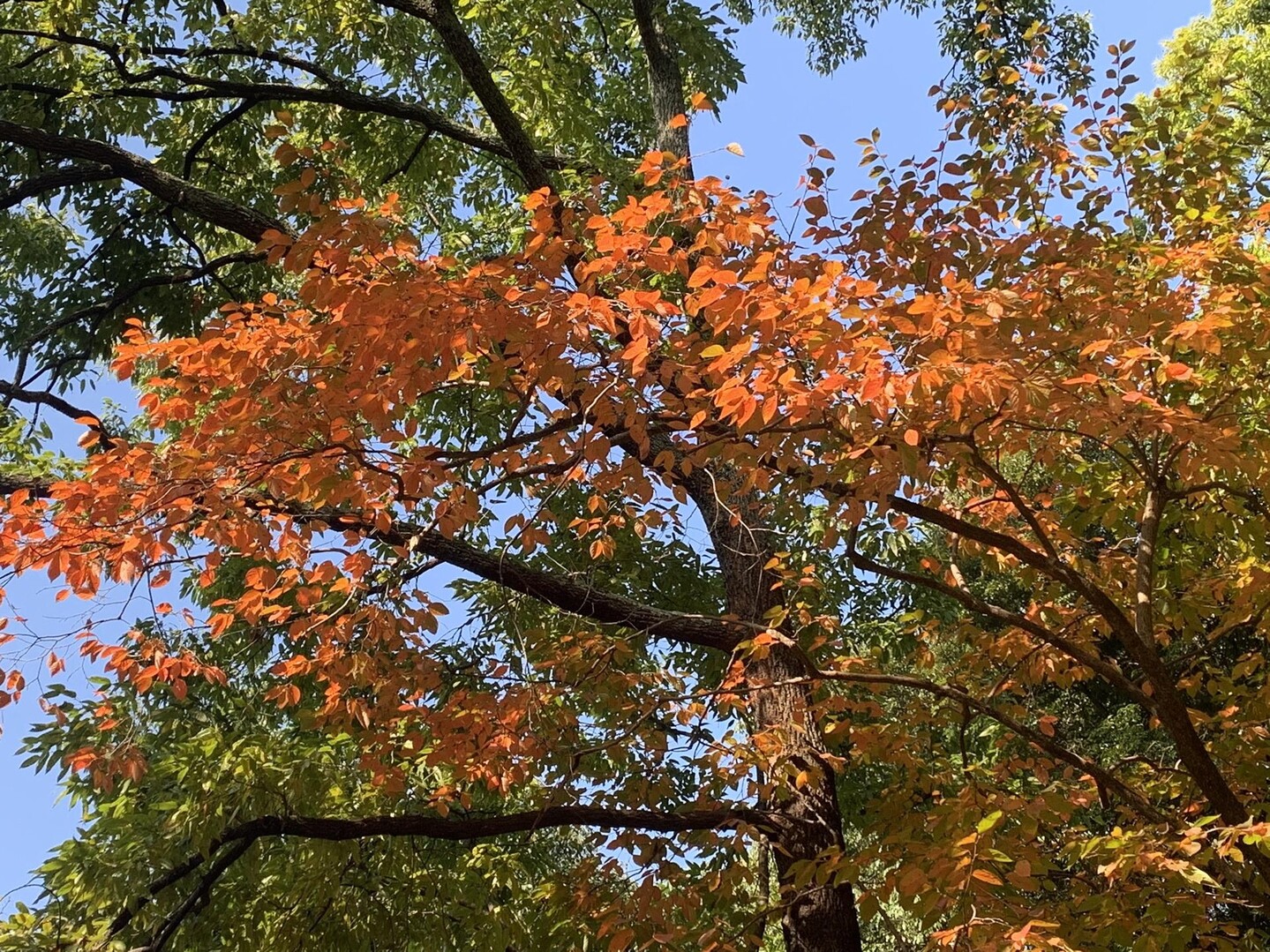 友に出会いに 大岩山 / Raraさんの京都一周トレイルの活動データ | YAMAP / ヤマップ