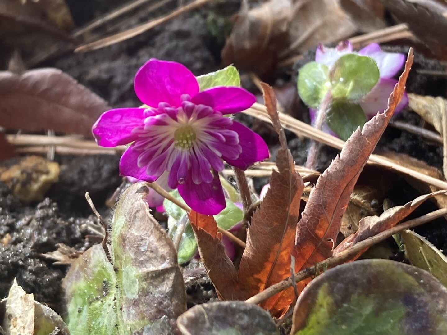 春めいた空気を感じるようになりました 山... / KI KIさんのモーメント | YAMAP / ヤマップ