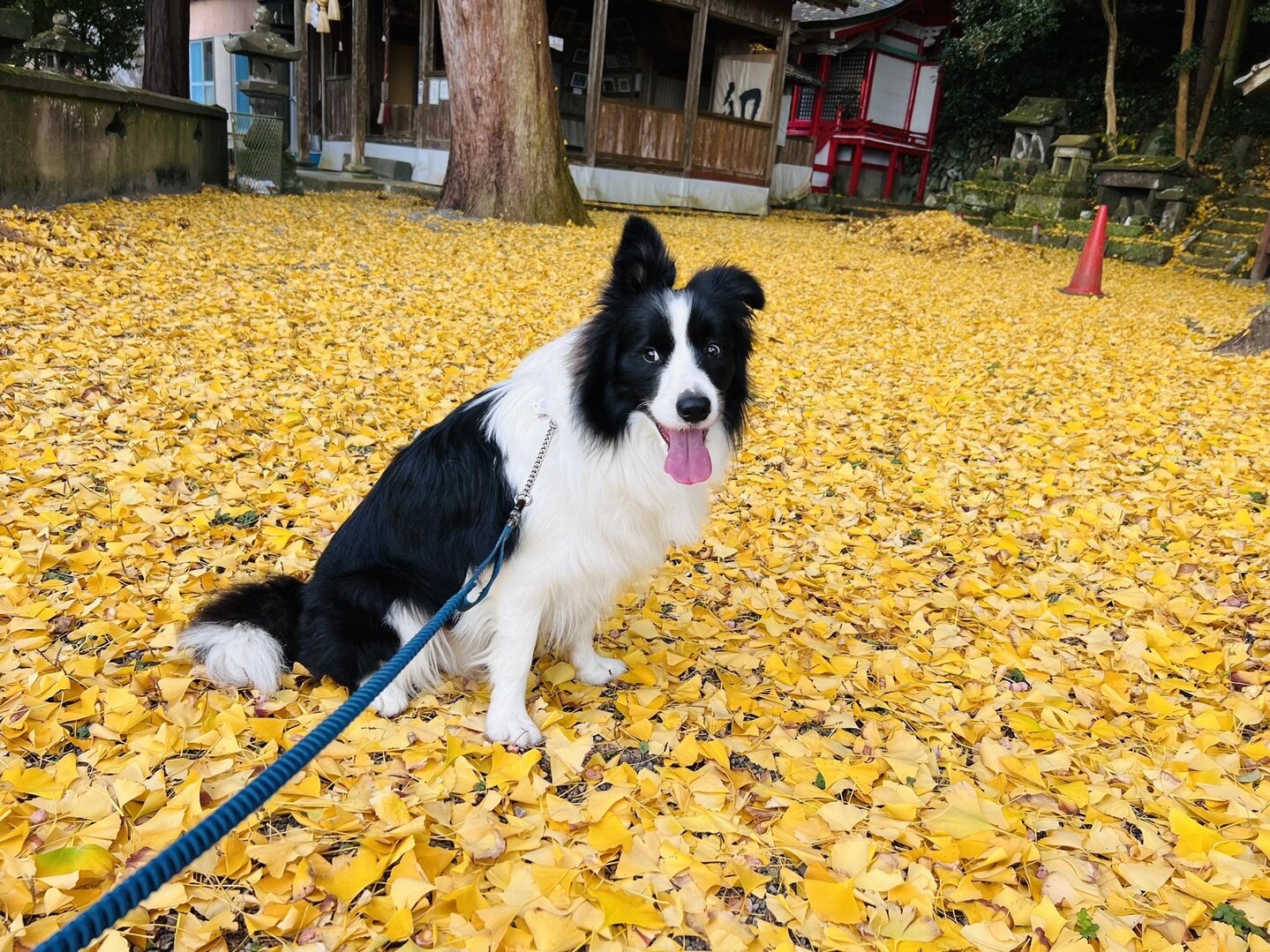 高崎山 Sea to summit / ☆タカ☆さんの高崎山の活動データ | YAMAP / ヤマップ