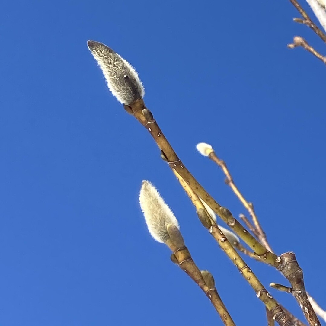西山 2ndチャレンジ / ふくふくさんの取立山の活動データ | YAMAP / ヤマップ