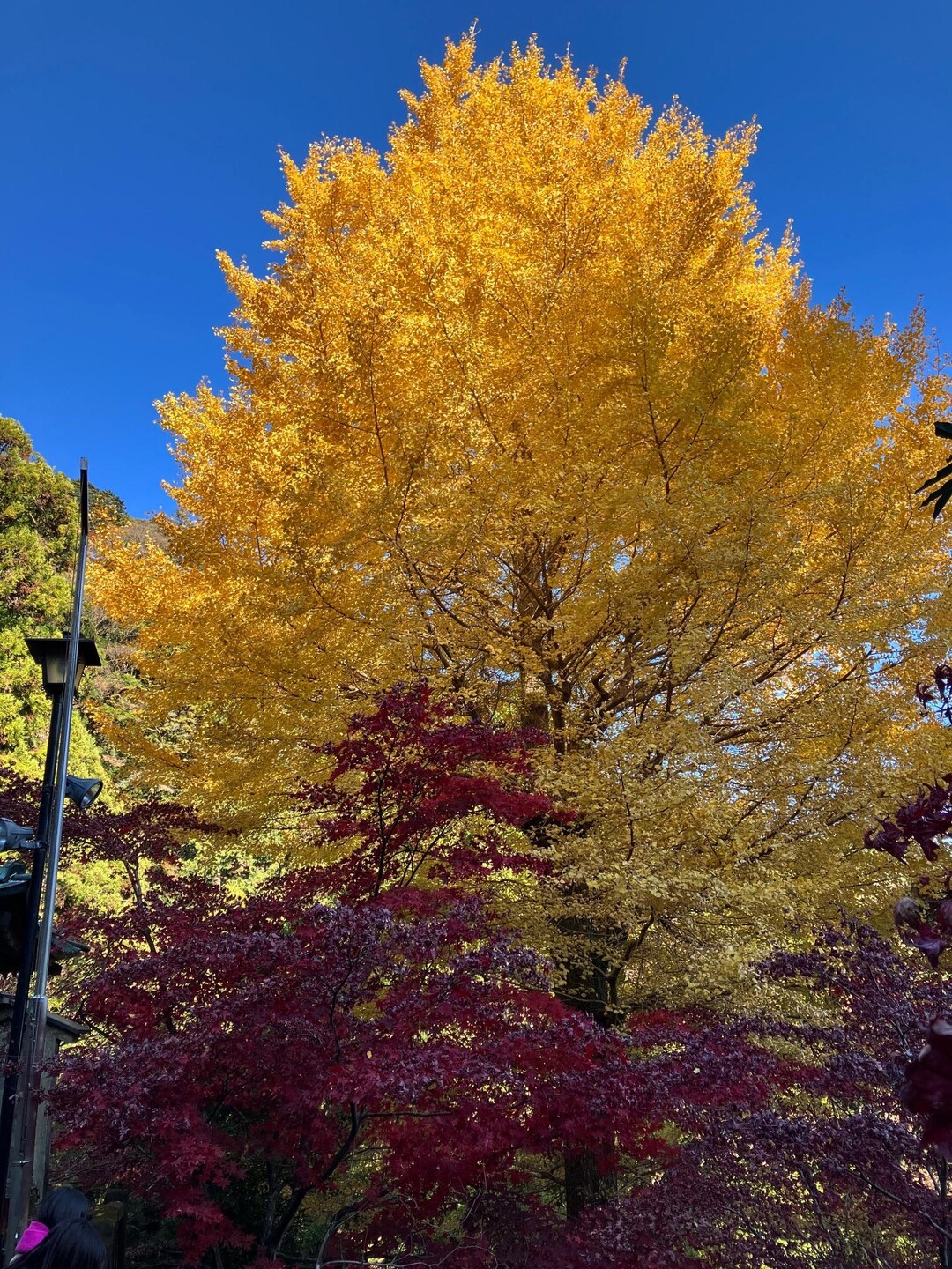 大山 / GOYAさんの大山の活動データ | YAMAP / ヤマップ