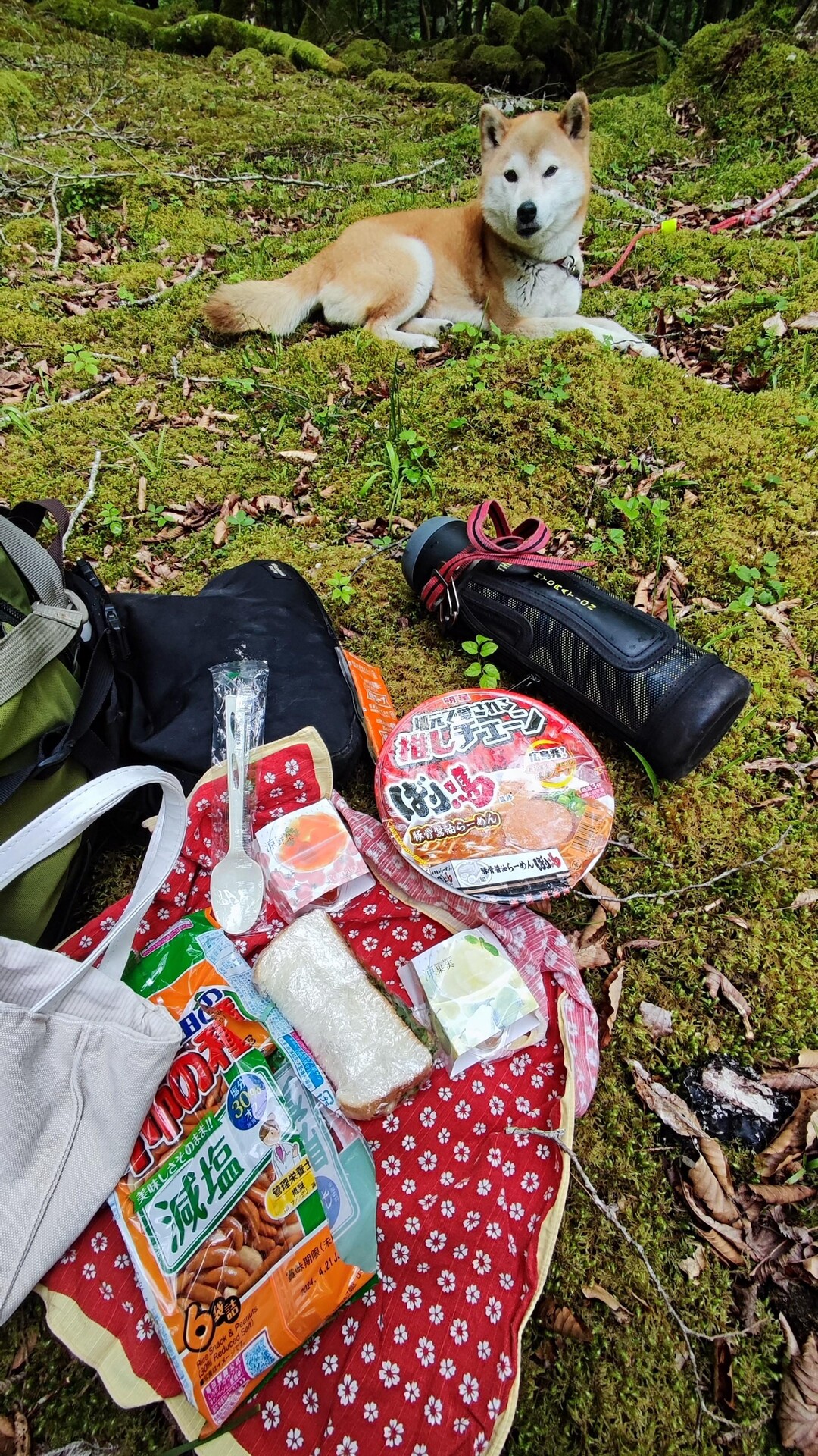 表富士は西臼塚、村山古道を含めプチ周回散歩 / gorou-dog ･ェ･ （mixiのごろう犬） 所属ワンダフルさんの登山の活動データ ...