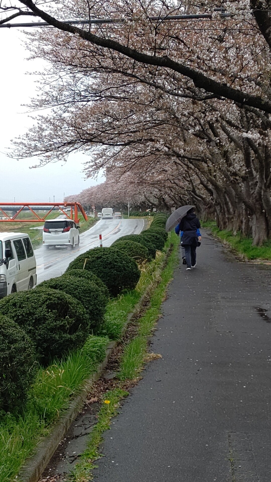 🌸さくらウオーク2021🌸12km / チャコパパさんのウォーキングの活動データ | YAMAP / ヤマップ