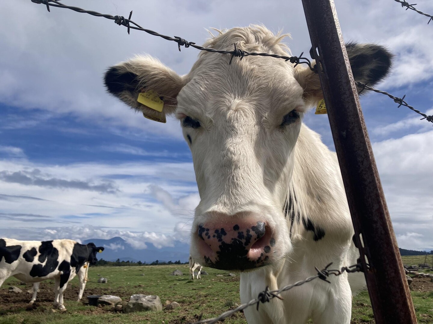 牛伏山・美ヶ原（王ヶ頭） / miiさんの美ヶ原の活動データ | YAMAP / ヤマップ