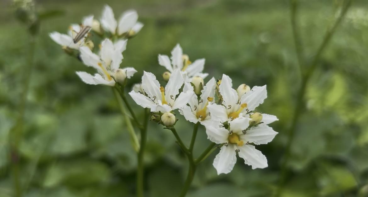 八甲田山（大岳） / Re:ゼロから始める山生活さんの八甲田山・高田大岳・雛岳の活動データ | YAMAP / ヤマップ