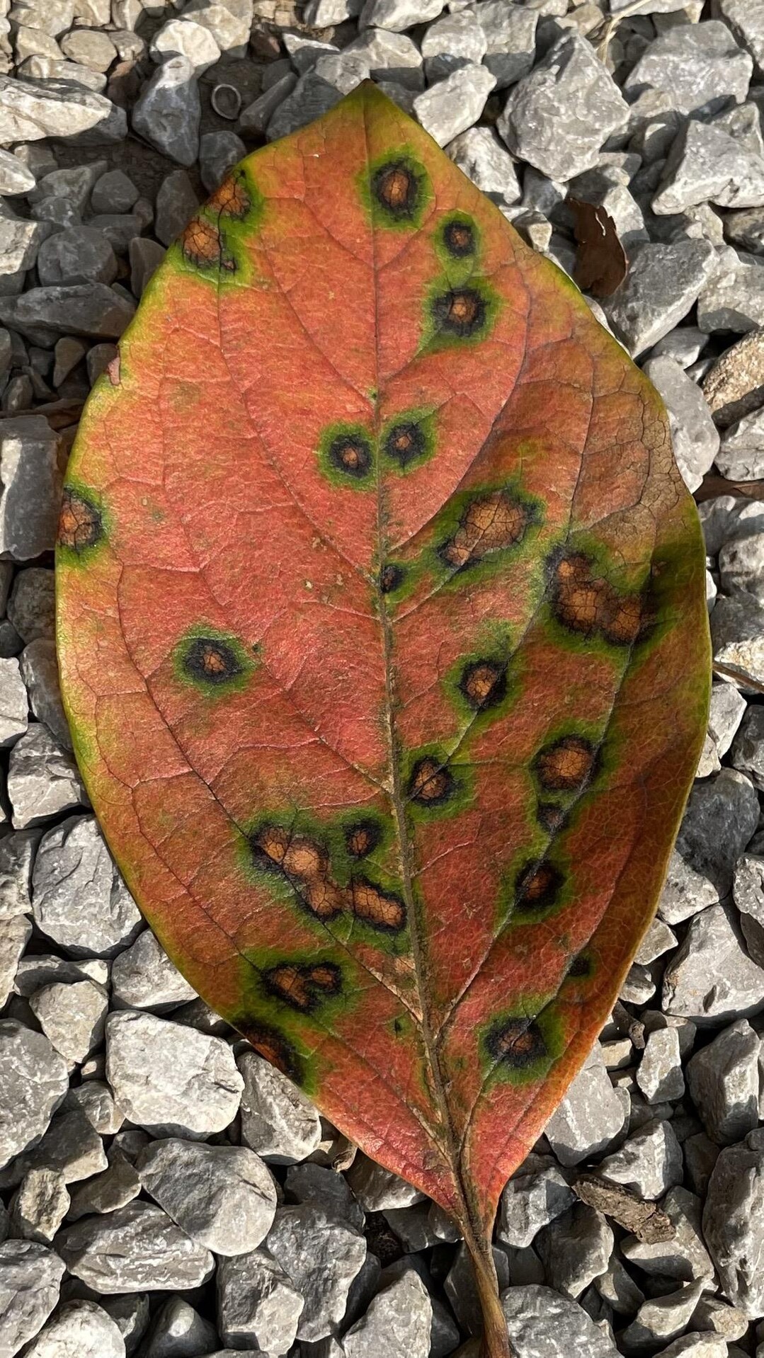 毎日落ち葉掃き掃除🧹🍂 柿の葉が落ち... / ken-3さんのモーメント | YAMAP / ヤマップ