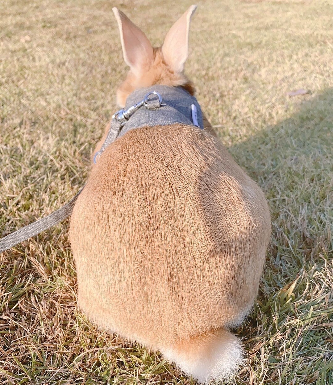 暖かい日🍁の うさんぽ🐰 寒くなっ... / Nmamaさんのモーメント | YAMAP / ヤマップ