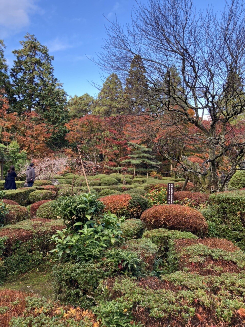 2020-11-23 湖東三山の西明寺を... / mayuchuさんのモーメント | YAMAP / ヤマップ