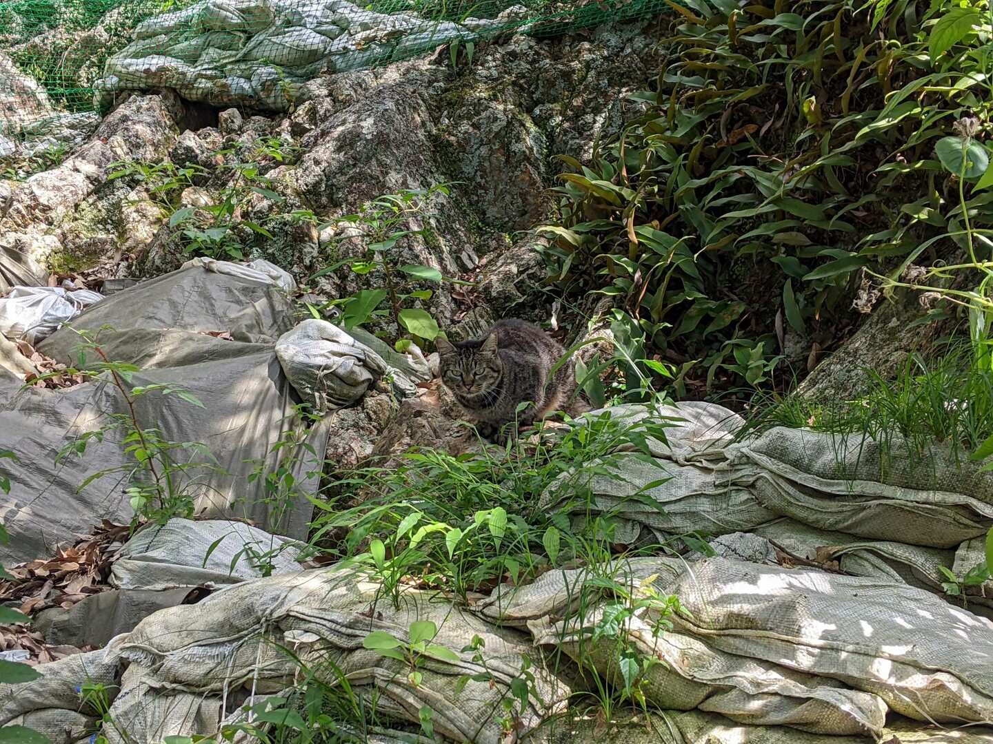 猫！！金華山 / nobu2🦩さんの金華山・洞山・舟伏山の活動データ | YAMAP / ヤマップ