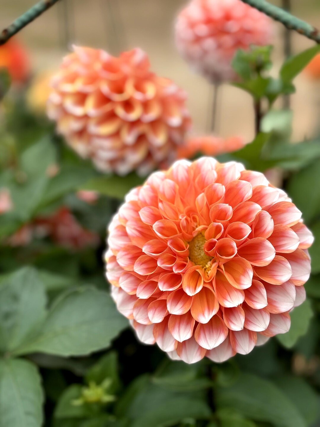 世羅高原農場 ダリア / Cocoaさんのモーメント | YAMAP / ヤマップ