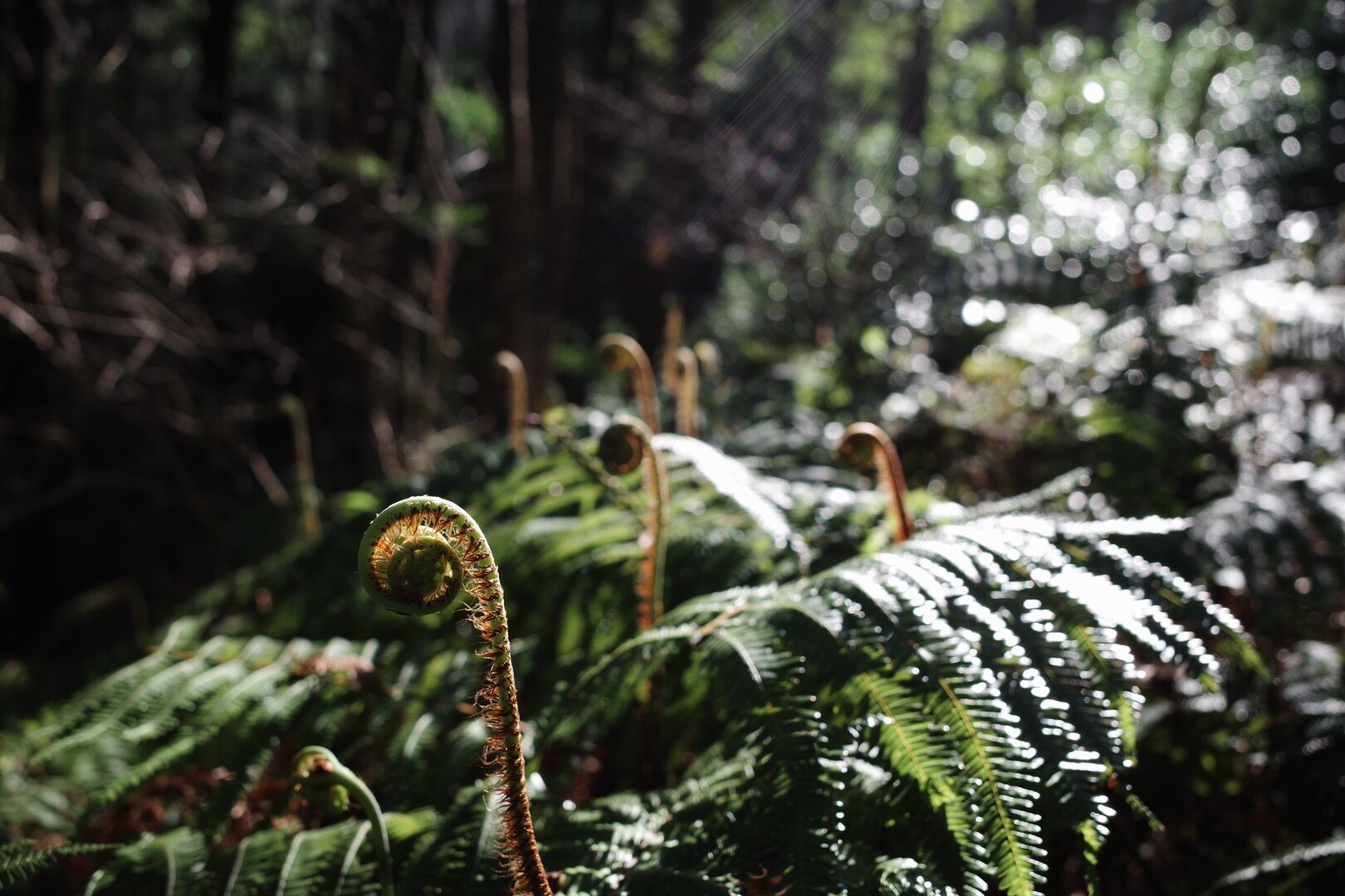 後黒髪西峰・後黒髪東峰・黒髪山 / ra_nさんの黒髪山・青螺山の活動データ | YAMAP / ヤマップ