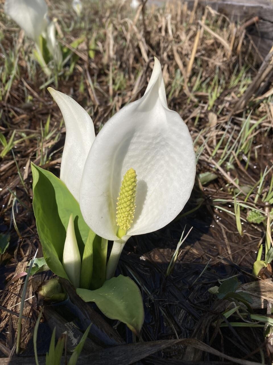 Tomoのページ | YAMAP / ヤマップ