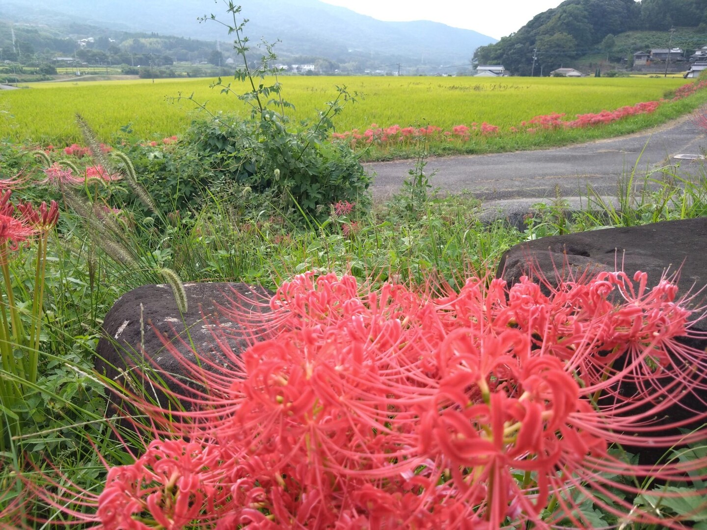 津波戸山-2023-09-30 / topperさんの猪群山の活動データ | YAMAP / ヤマップ