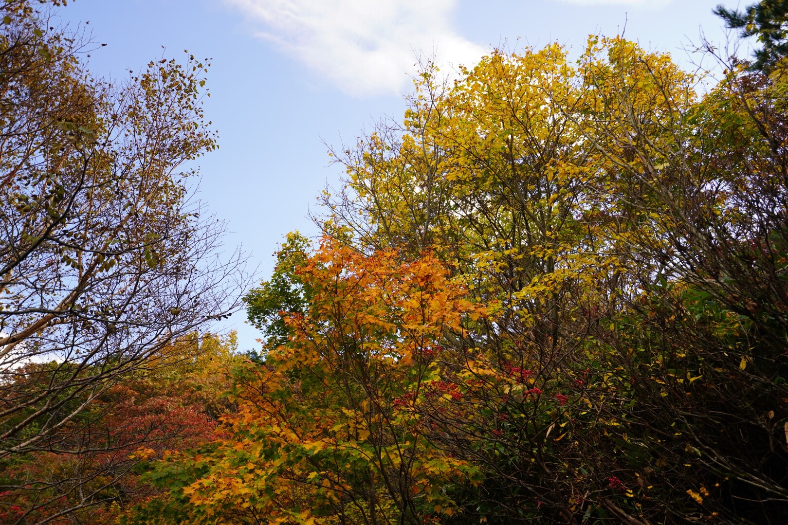 安達太良山 / yshrtrdさんの安達太良山・箕輪山・鬼面山の活動データ | YAMAP / ヤマップ