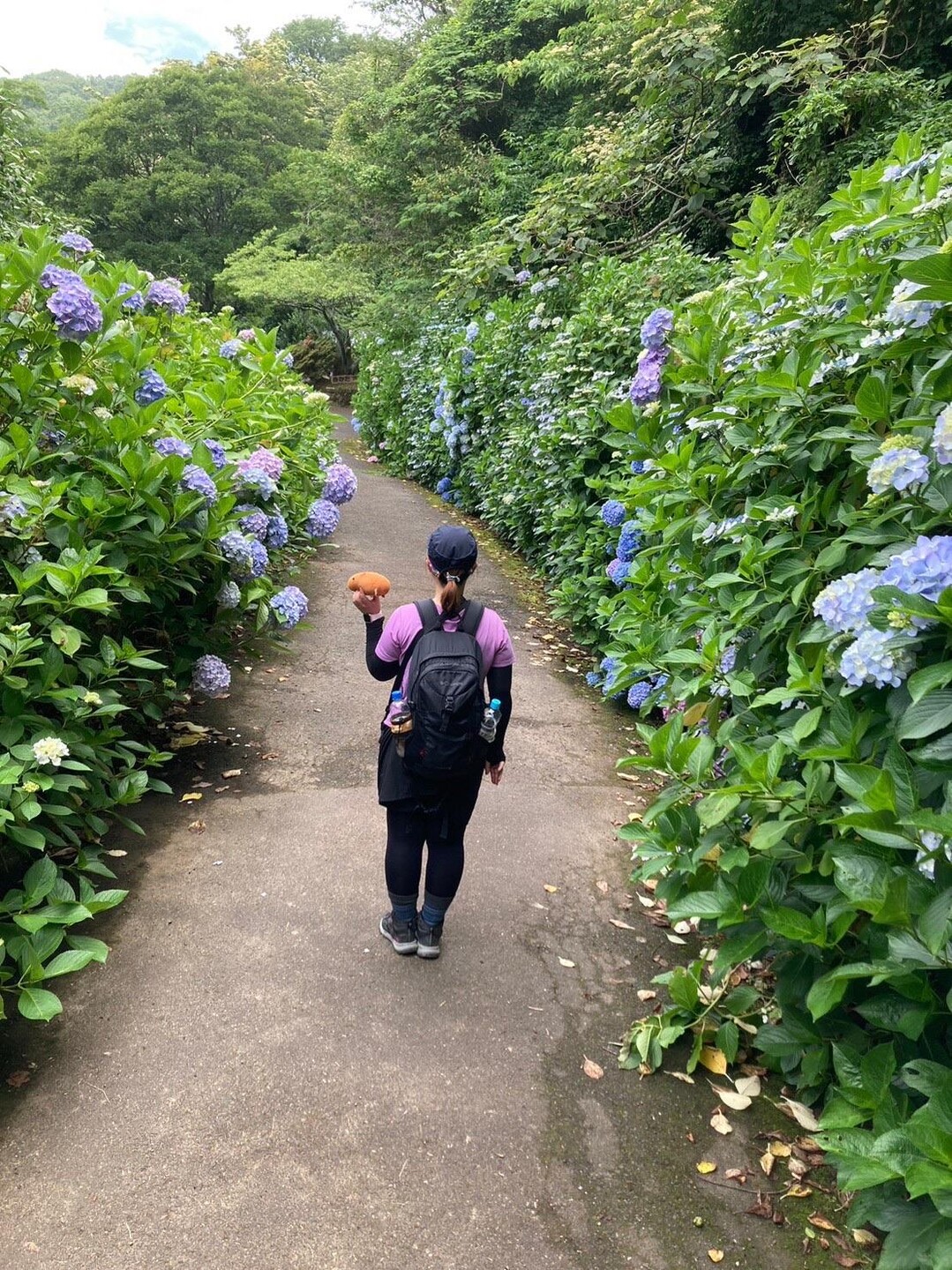 生駒山・額田園地紫陽花👫⛅️ / Yuka-pi 𖤣𖥧𖥣𖡡𖥧𖤣さんの生駒山・神津嶽・大原山の活動データ | YAMAP / ヤマップ