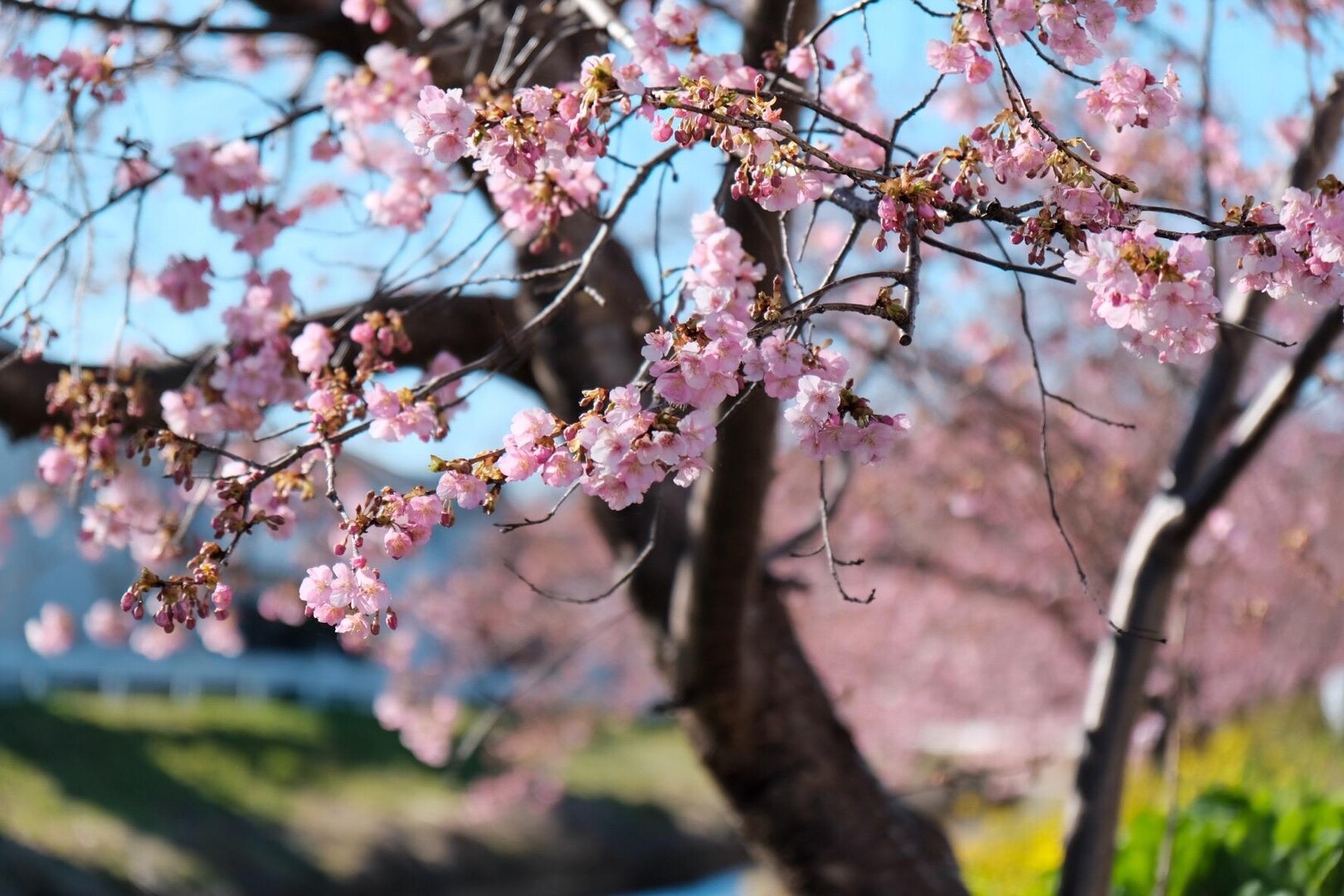 さくら / k.yさんのモーメント | YAMAP / ヤマップ