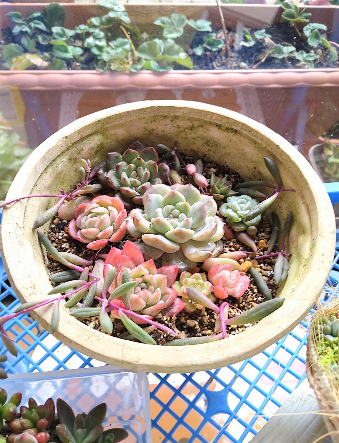 ①昨日getした多肉弁当🍱の子たちを仮... / はなままさんのモーメント | YAMAP / ヤマップ