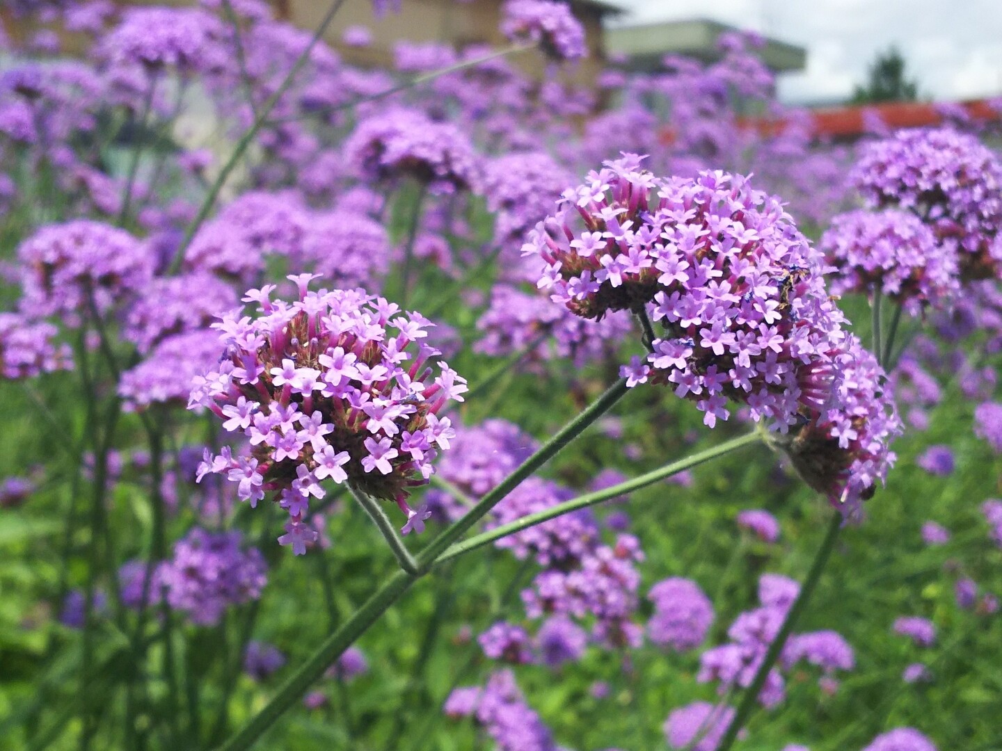 チャリで三床山 / Ichiさんの三床山・牧山・幸山の活動データ | YAMAP / ヤマップ