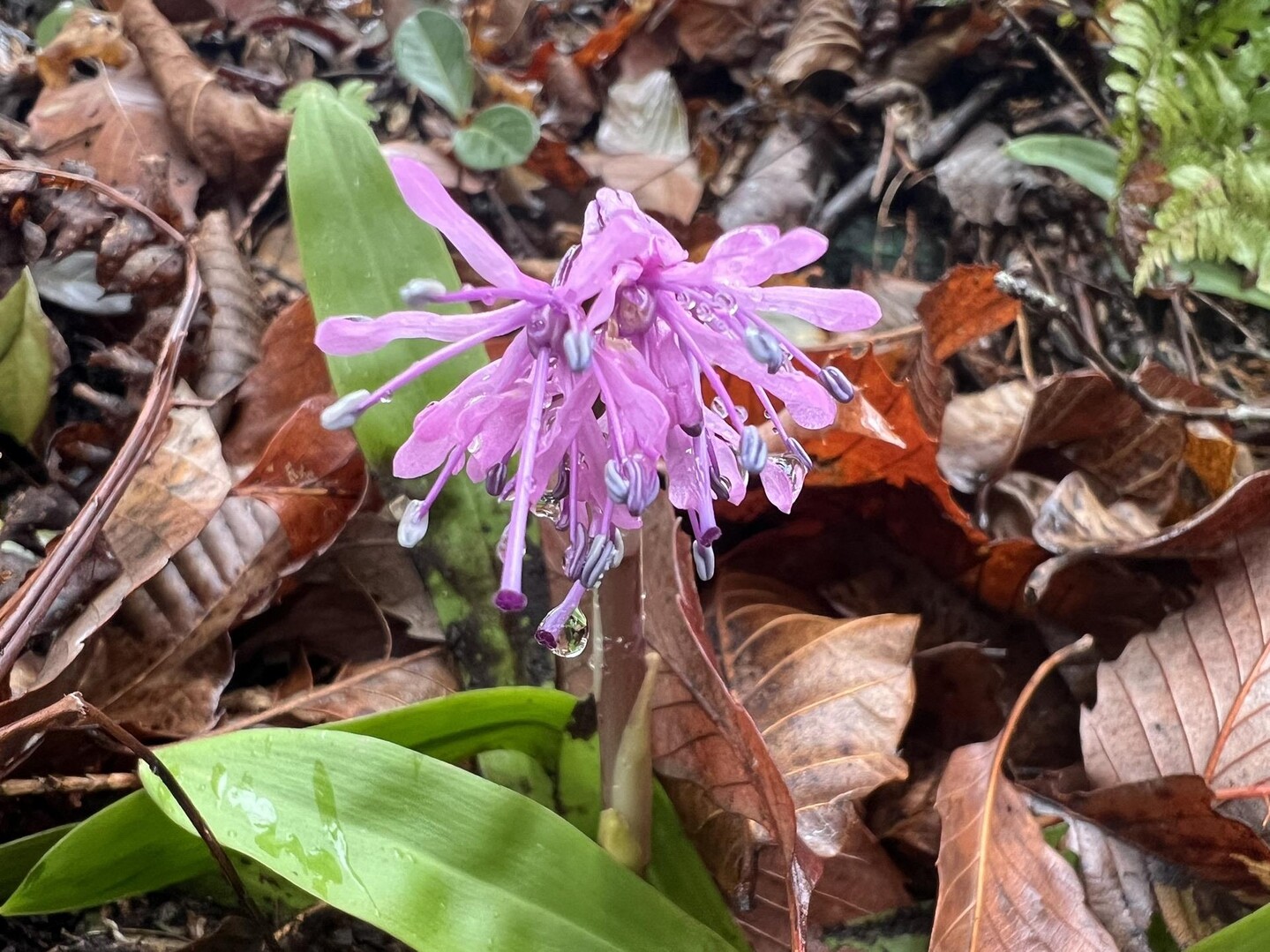 小さな春 米田白山 / Miwaさんの米田白山の活動データ | YAMAP / ヤマップ