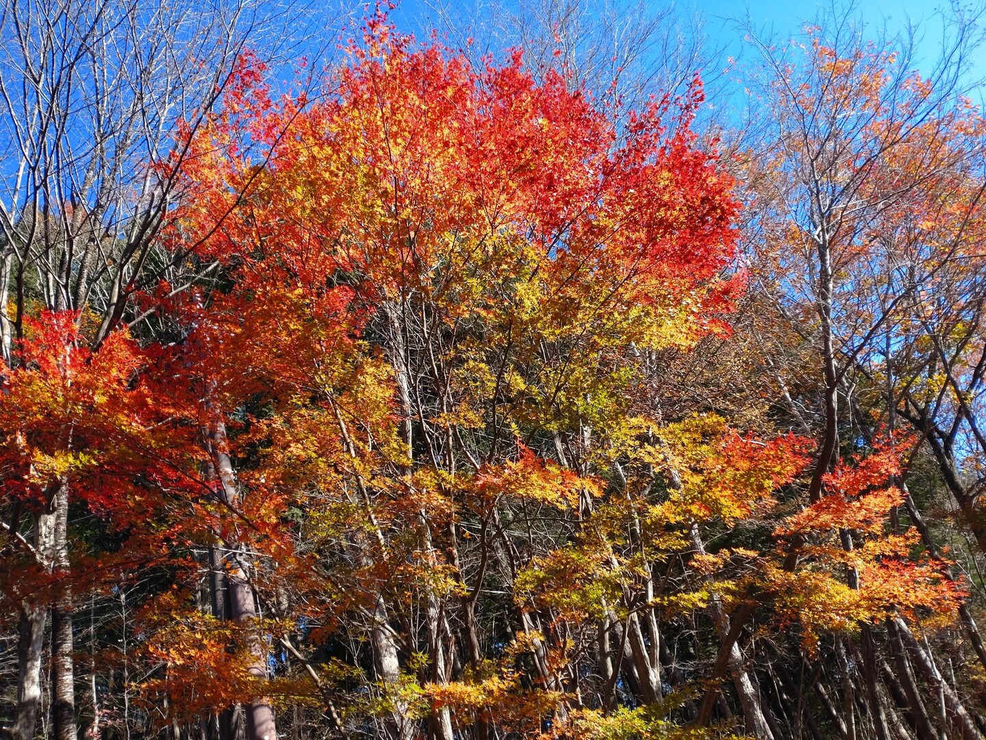 日塩もみじラインを歩く-R6-11-25 / IMK（愛絵夢景）さんの高原山・釈迦ヶ岳・鶏頂山の活動データ | YAMAP / ヤマップ