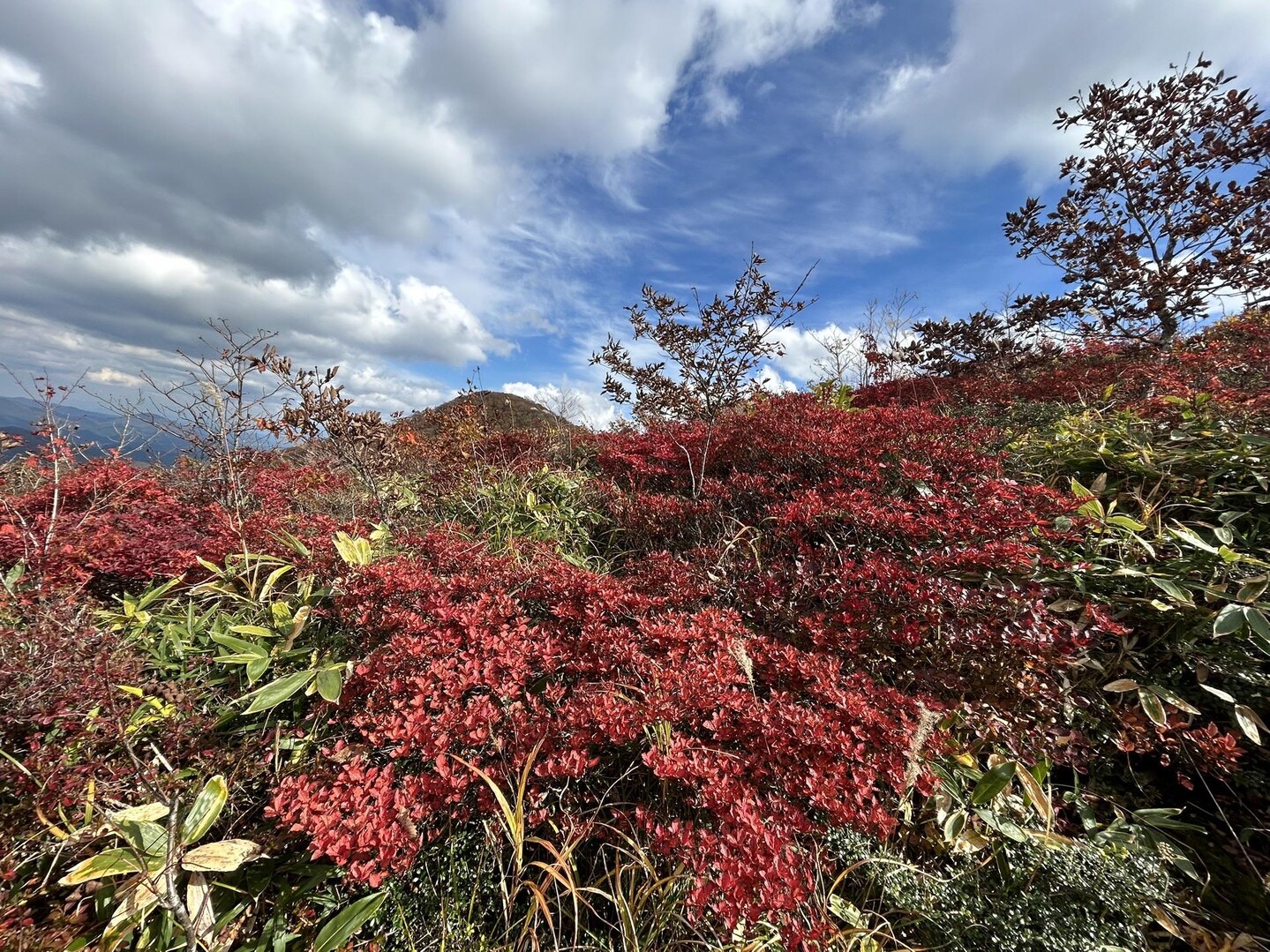 毛無山・烏帽子山・比婆山・池ノ段・立烏帽子山 / yunyoさんの比婆山・立烏帽子山・吾妻山の活動日記 | YAMAP / ヤマップ