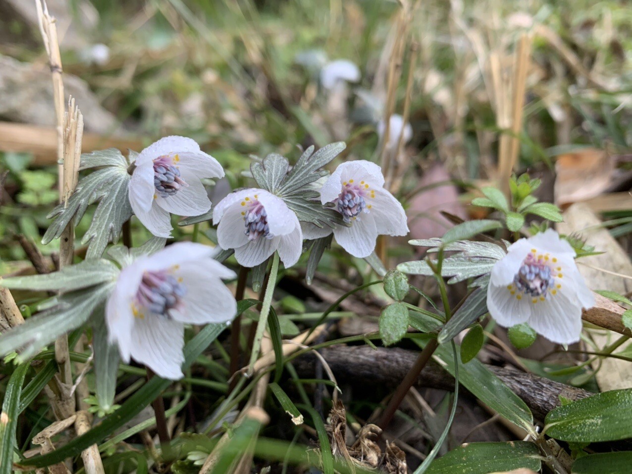 R3.2.6 山野草② セツブンソウ群生... / yayaさんのモーメント | YAMAP / ヤマップ