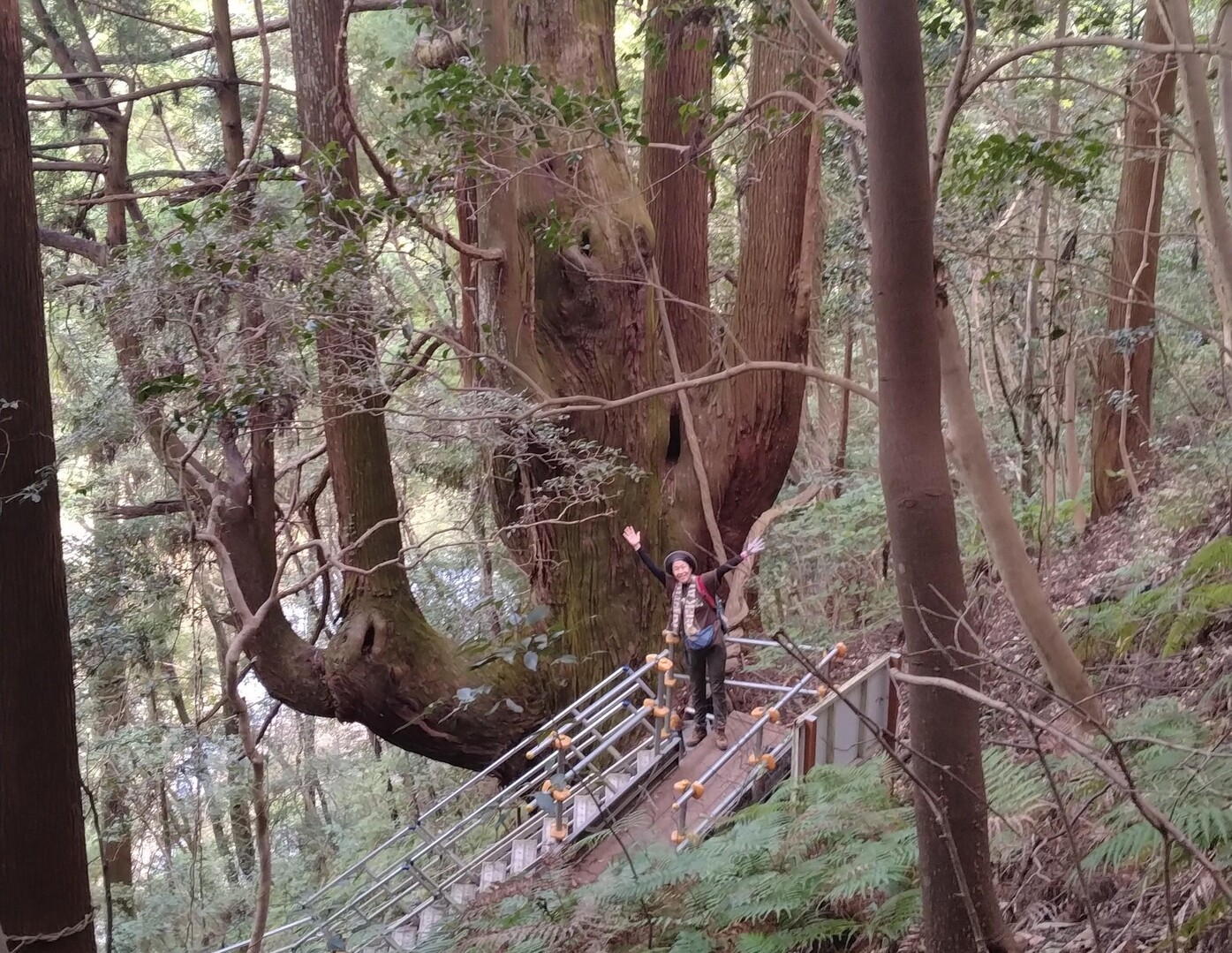 岳山と千年杉 / Y、ODさんのウォーキングの活動データ | YAMAP / ヤマップ